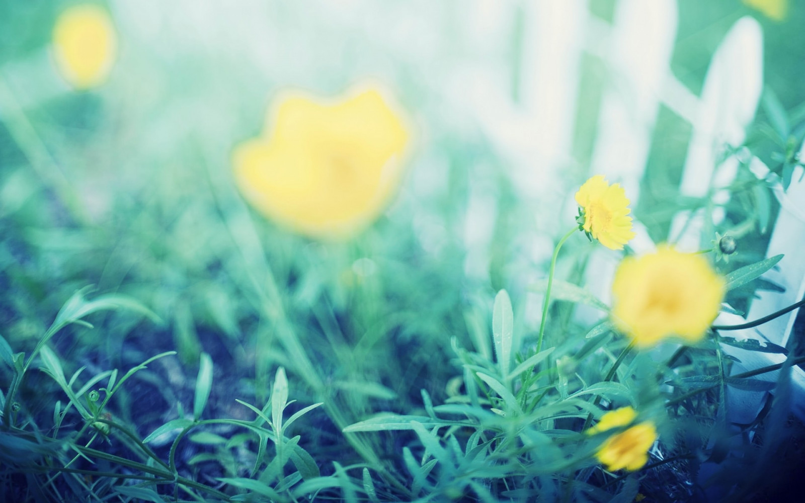 Wallpaper : rumput, bunga-bunga, terang, kabur 1920x1200 - 4kWallpaper ...