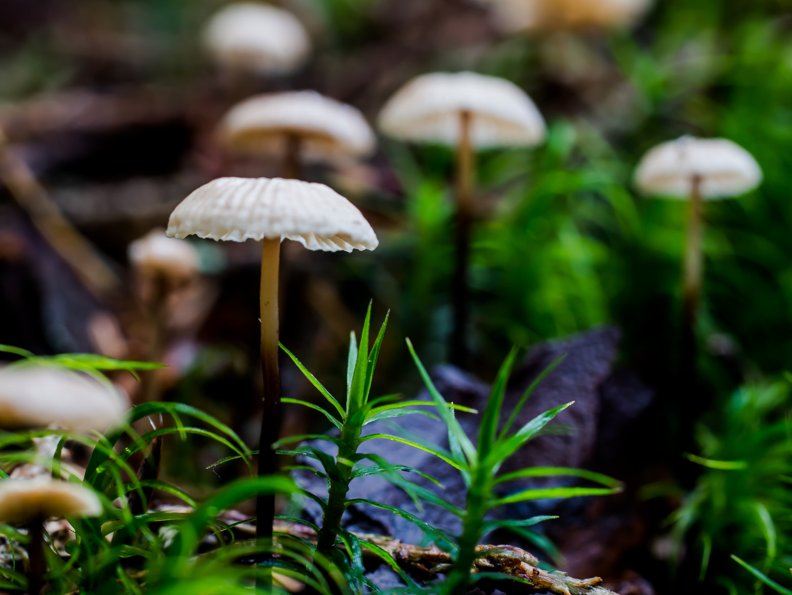 Wallpaper : alam, jamur, hutan, Sony, natur, SOPP, Milde, aboretet ...