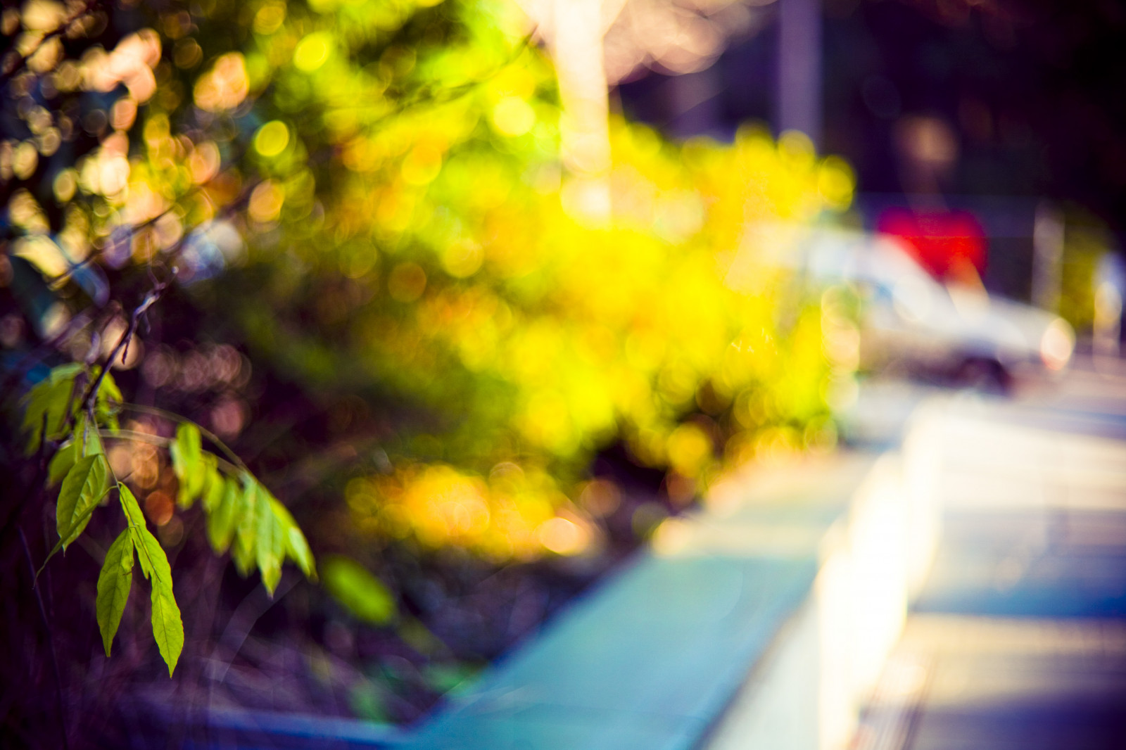 Wallpaper : leaves, Berkeley, spring, bokeh, explore, canon5d, 2009 ...