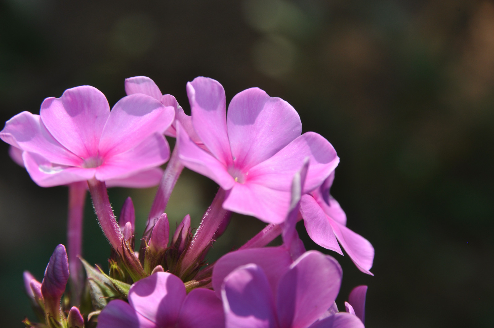 Wallpaper : 4288x2848 px, bunga-bunga, alam, petunia 4288x2848 ...