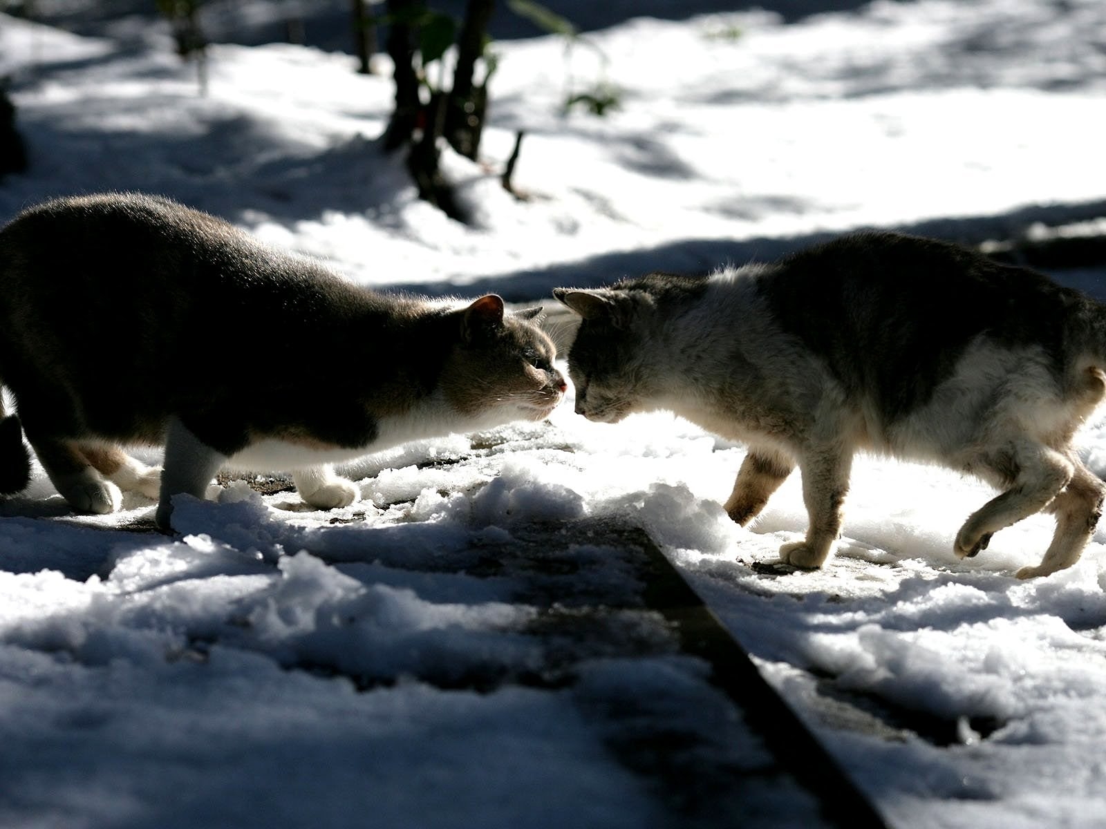 Wallpaper : kucing, sepasang, salju, musim dingin 1600x1200 ...