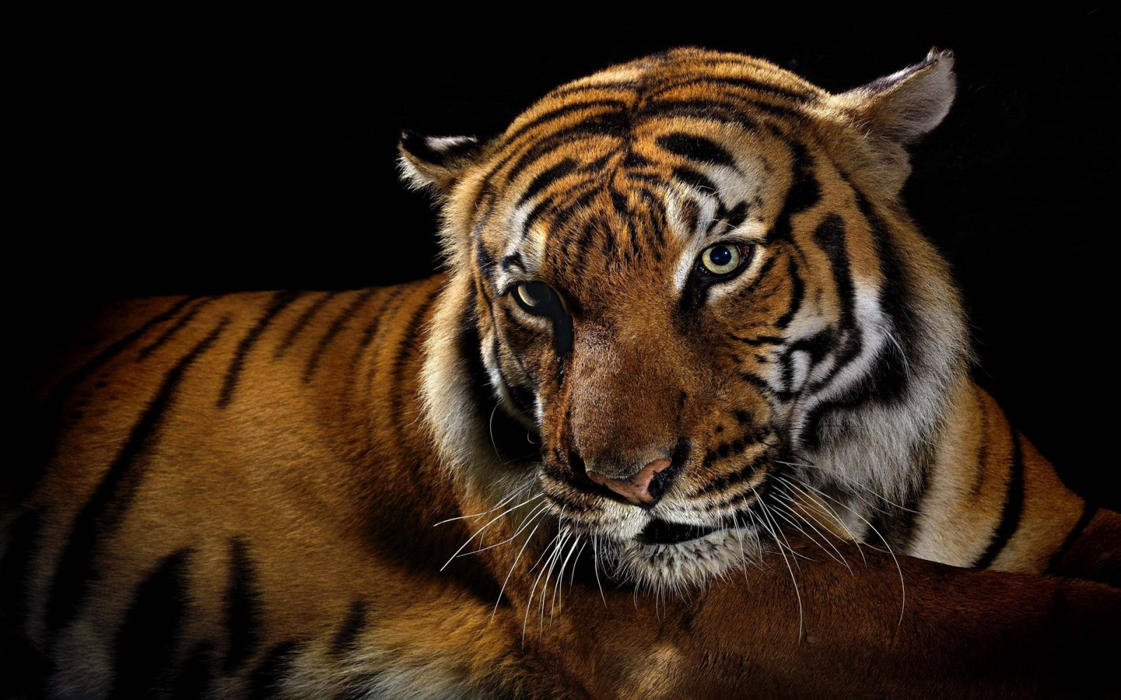Wallpaper : tiger, shadow, striped, big cat 1920x1200 - CoolWallpapers ...