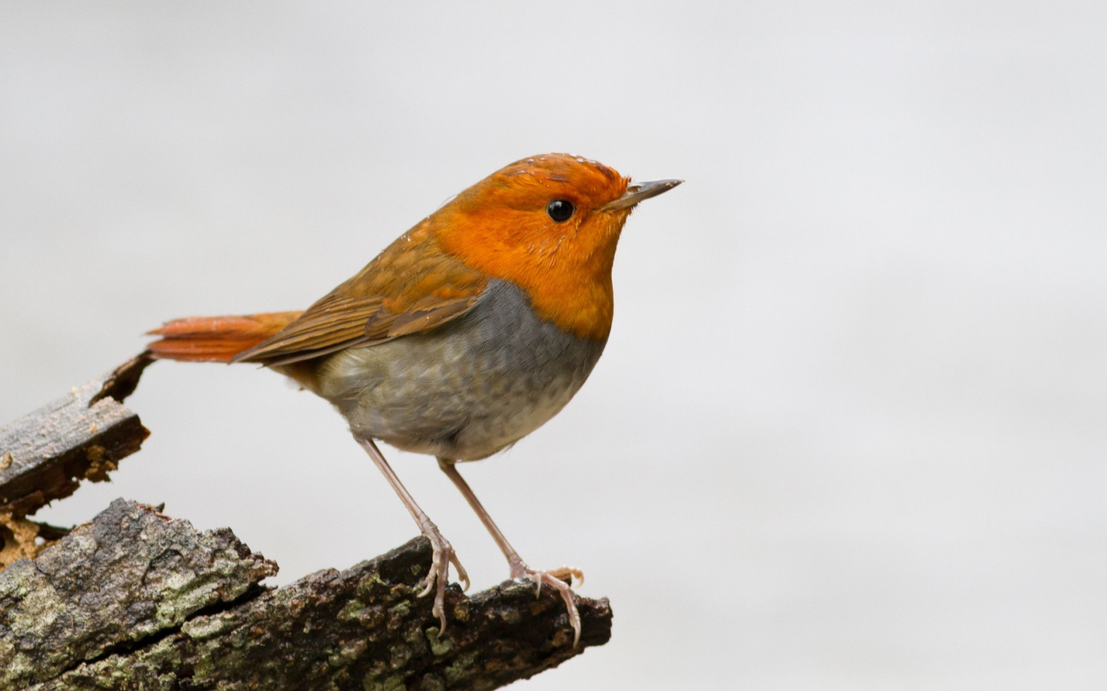 Papel de parede : Pássaros, Animais, animais selvagens, bico, pássaro ...