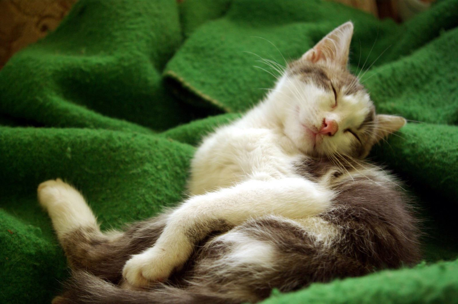 Wallpaper : cat, catwomen, kitten, chat, searchthebest, larazoni, gato ...