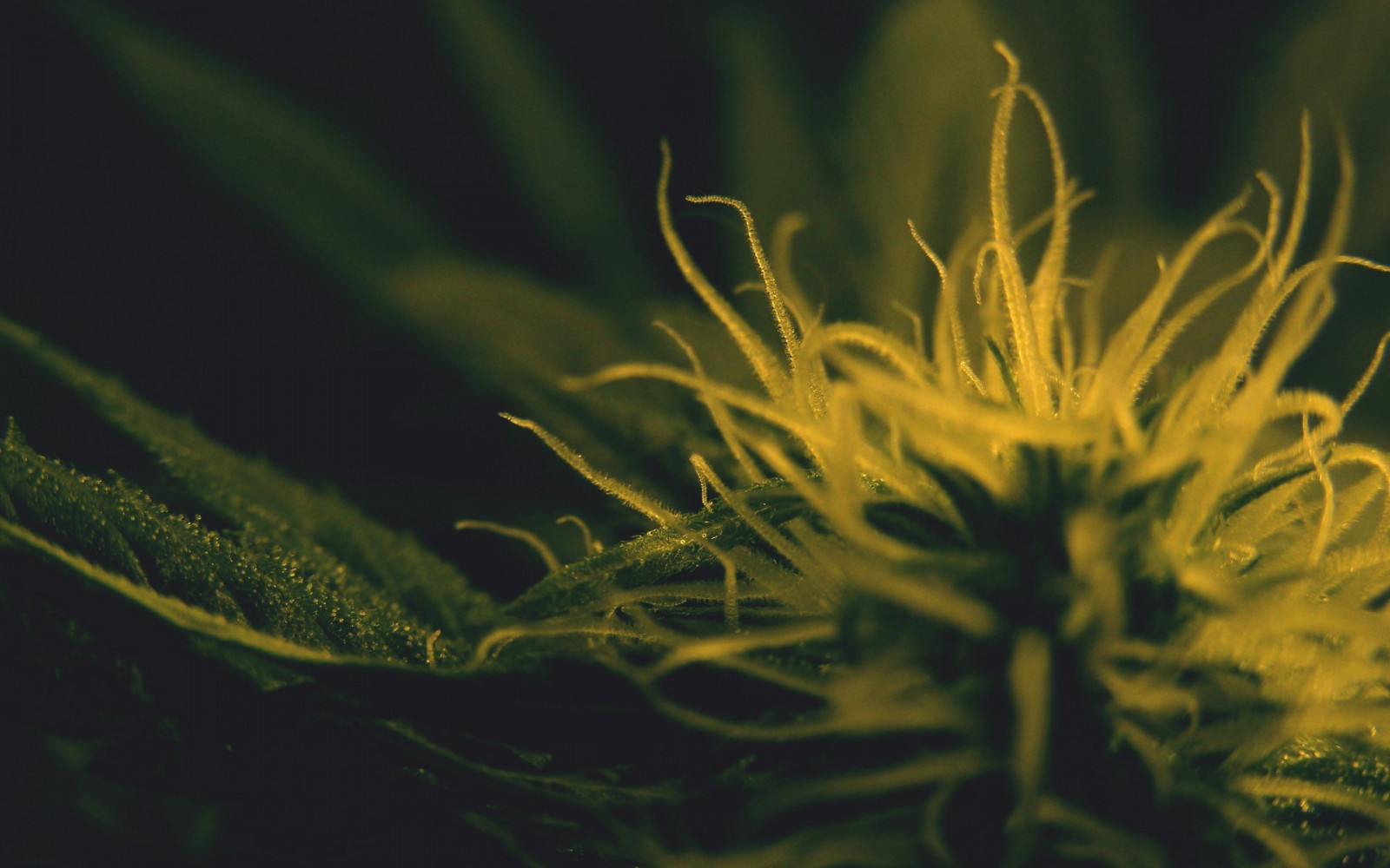 Wallpaper : sunlight, nature, green, yellow, cannabis, leaf, flower ...