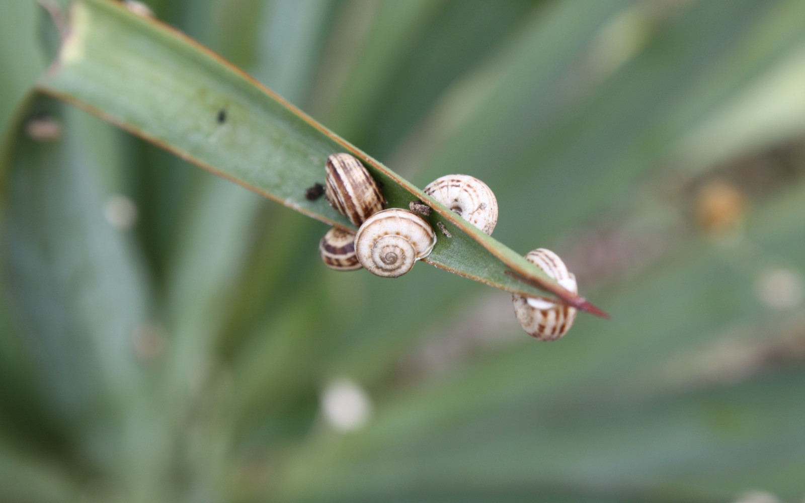Wallpaper : Siput, rumput, Daun-daun 2560x1600 - CoolWallpapers ...