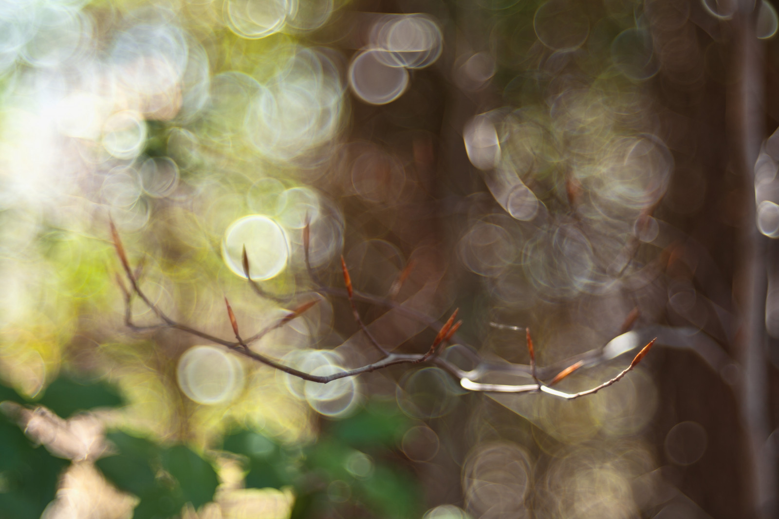 Wallpaper : spring, bokeh, cycle, newlife, clamson 5616x3744 ...