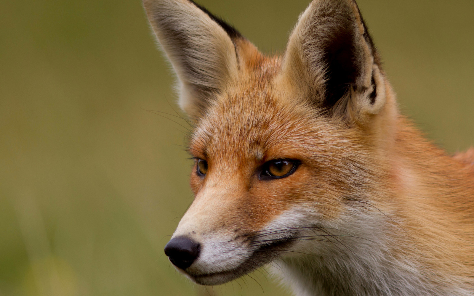 Wallpaper : 1920x1200 px, close, eyes, face, fox, up 1920x1200 ...