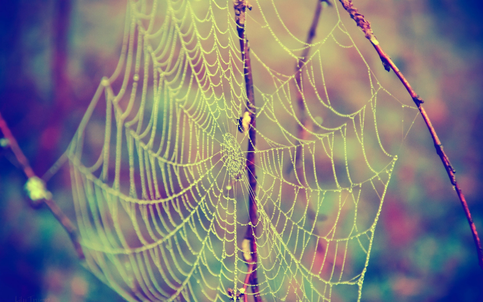 Wallpaper : labah-labah, embun, Arachnid, biologi, jaringan, tetes ...