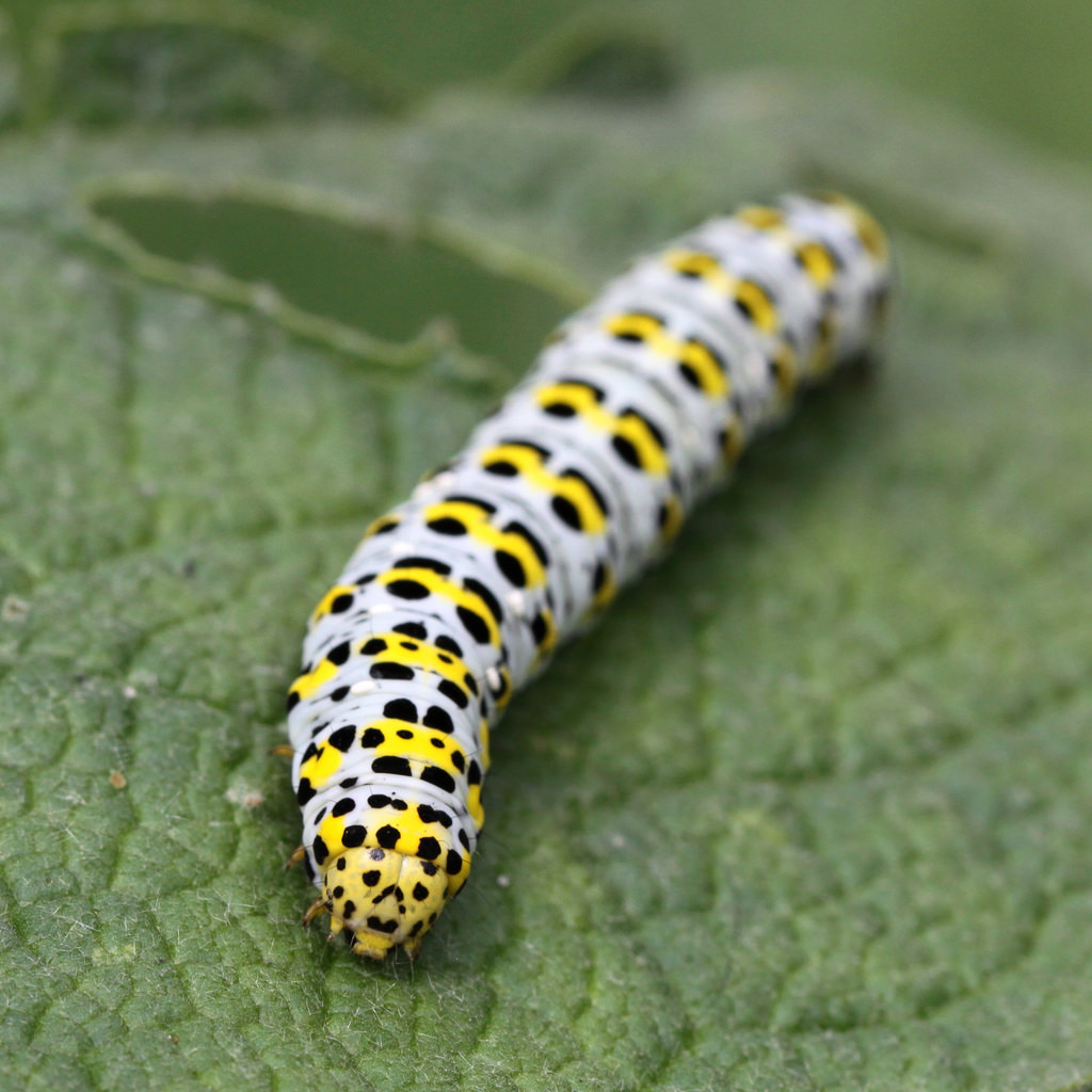 Bakgrundsbilder : djur, natur, makro, insekt, Kanon, Caterpillar ...