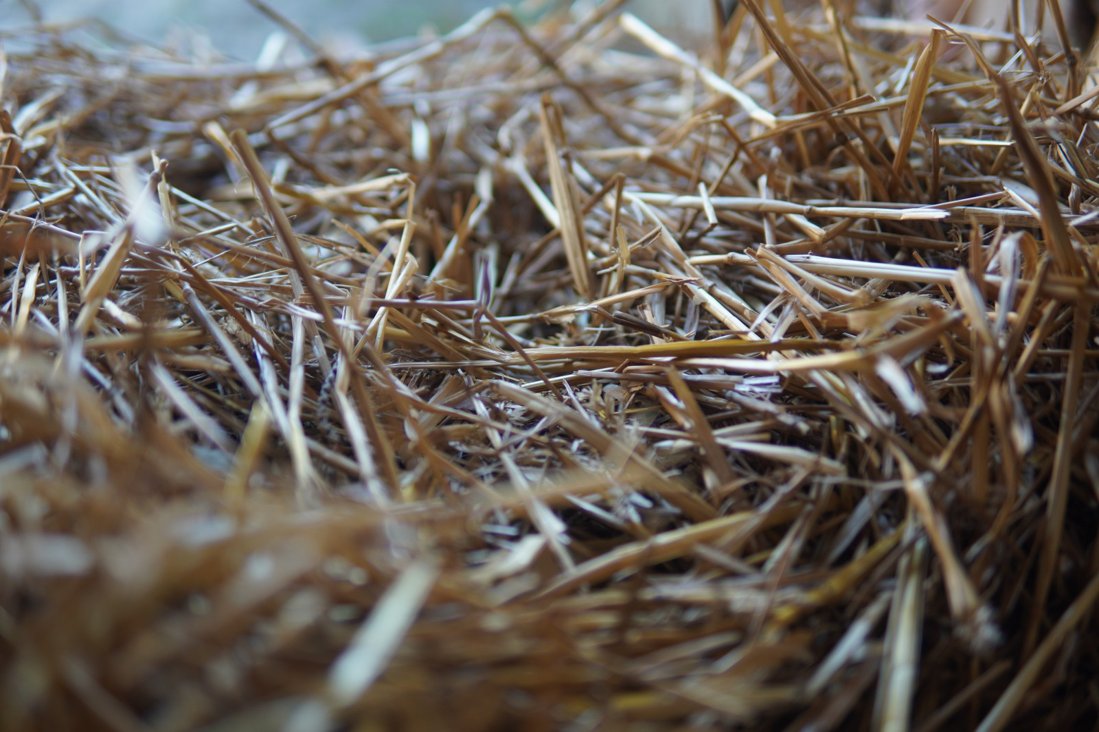 Wallpaper : wood, twig, grass, close up, agriculture, metal ...