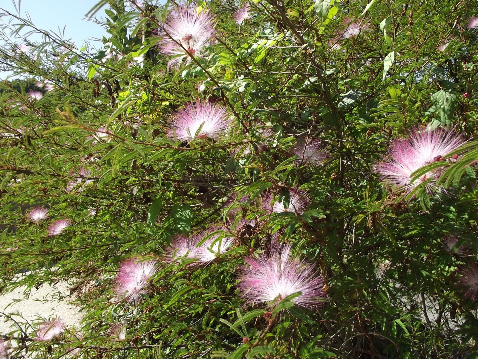 Wallpaper : 2048x1536 px, Calliandra, flowers, Italy, nature, Rome ...