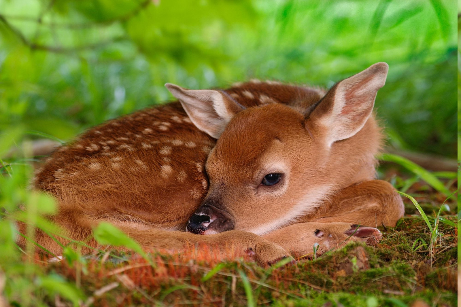 Sfondi : 1999x1333 px, animali, cuccioli, cervo, cerbiatti, natura ...