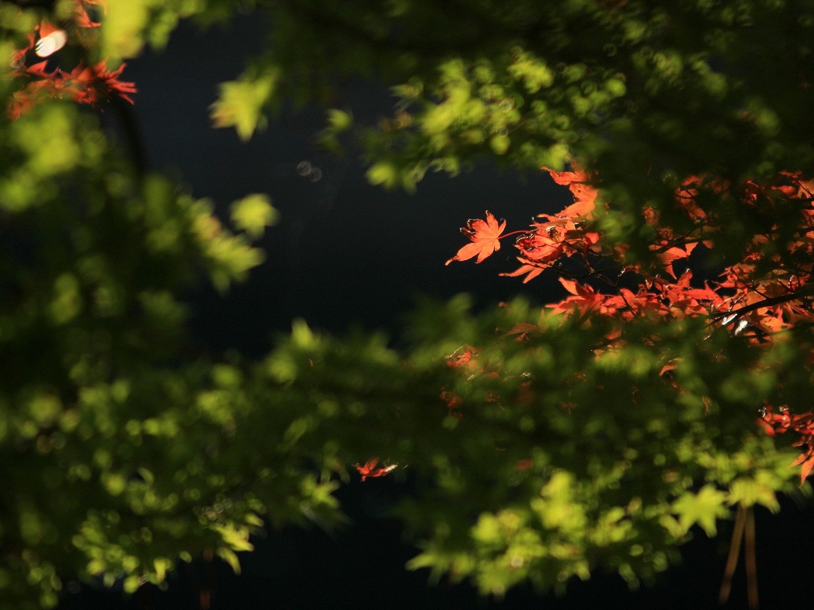 Nature Leaves 4k Wallpaper