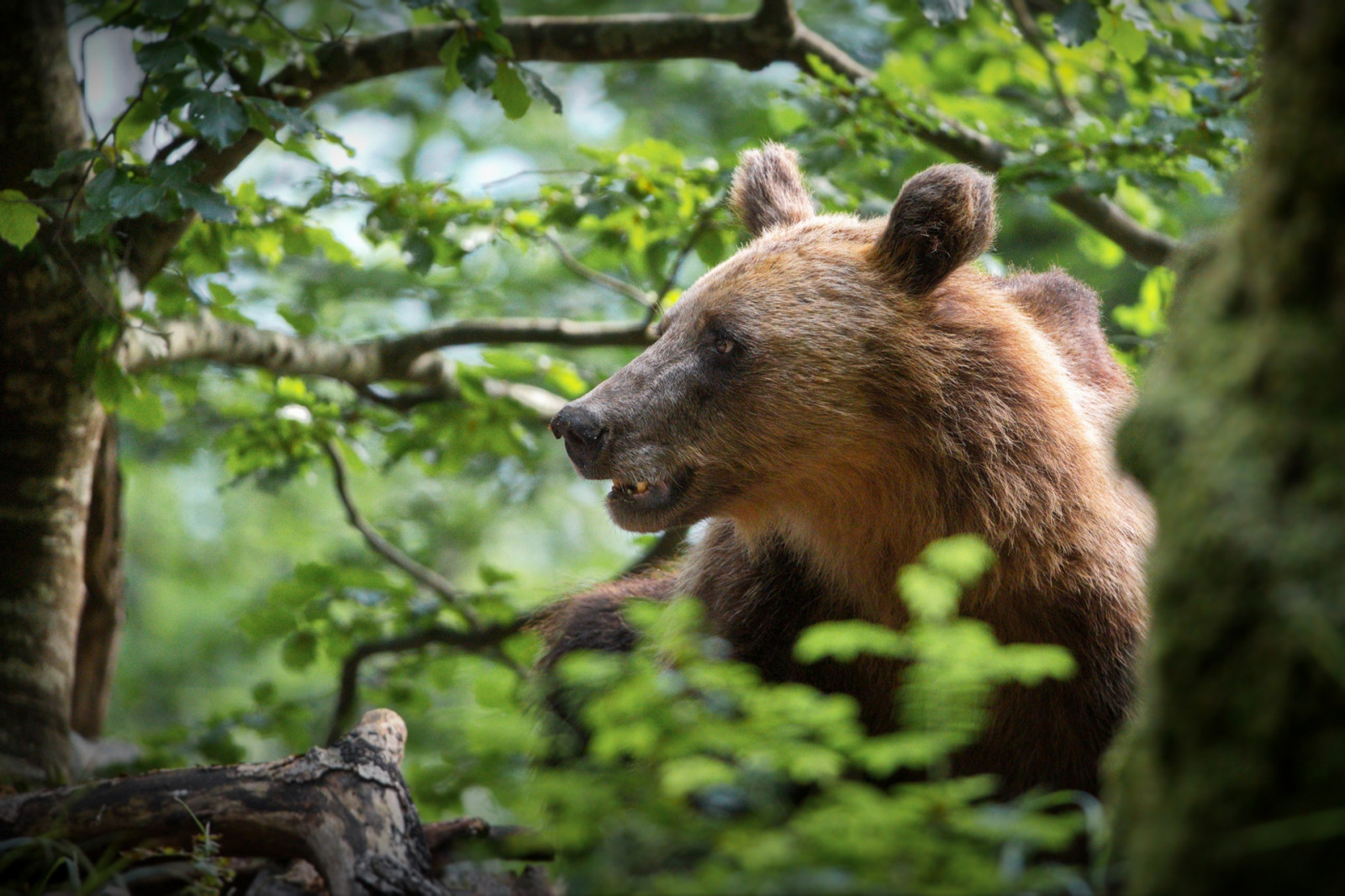 Bakgrundsbilder : brun, växt, öga, naturlig miljö, rovdjur, vegetation ...