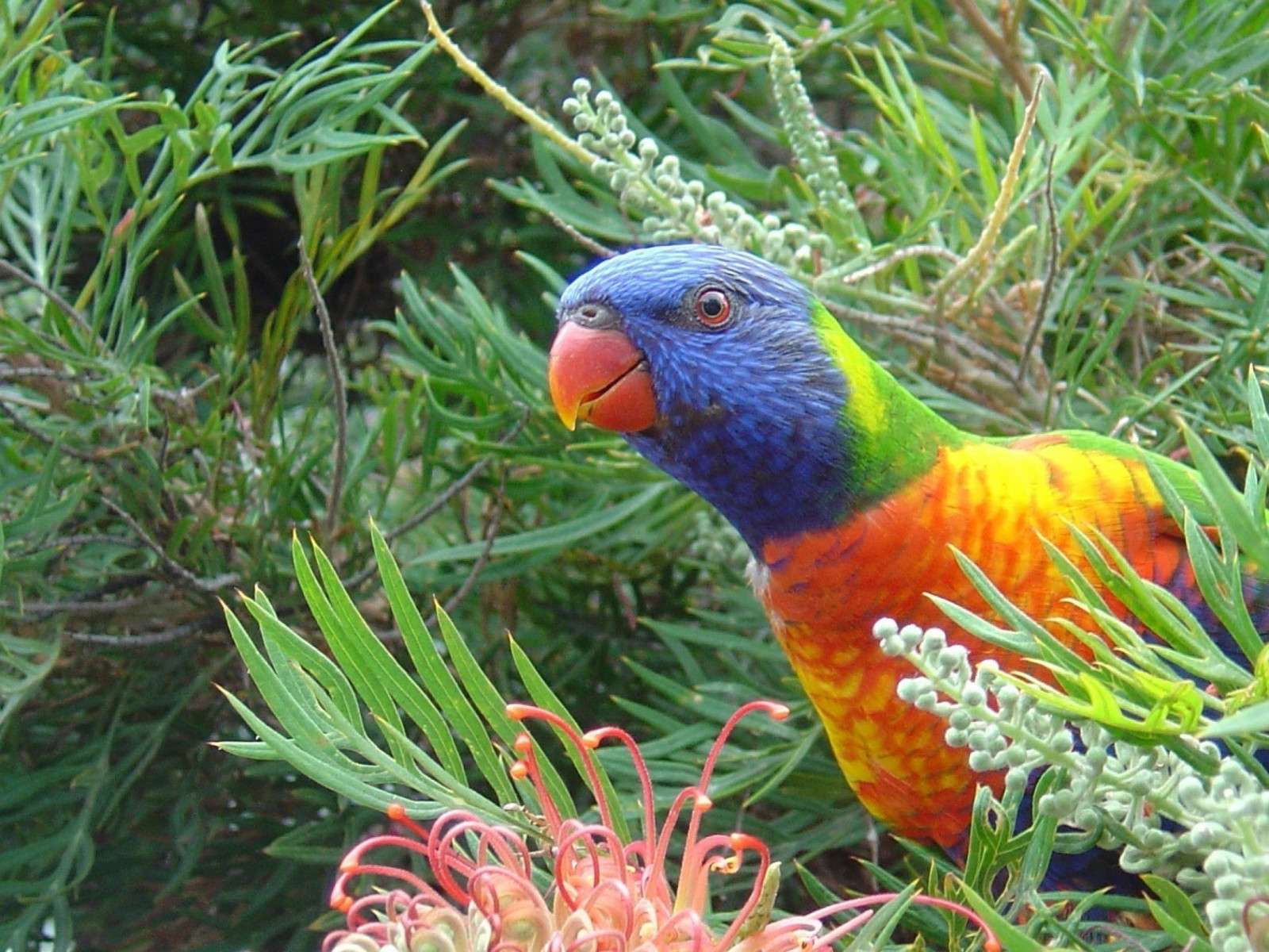 Bakrunner : 2560x1920 px, fugler, lorikeet, papegøyer, regnbue ...