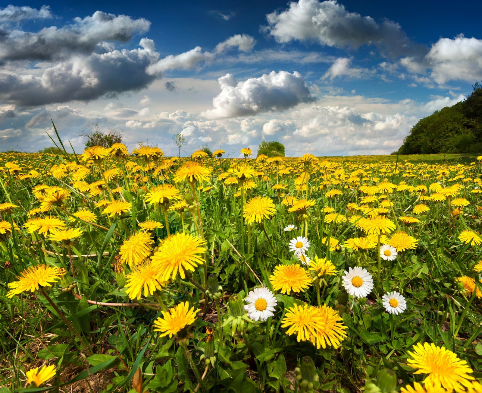 Sfondi : luce del sole, natura, erba, cielo, fiore, prateria, flora ...