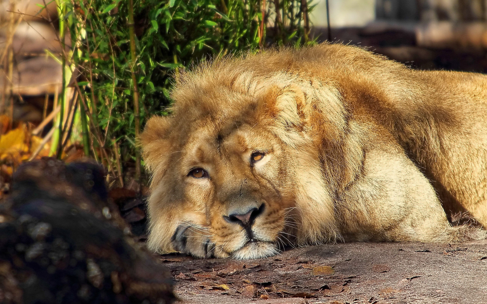 デスクトップ壁紙 : 2560x1600 px, 動物, ライオン 2560x1600 - wallup - 1097943 - デスクトップ ...