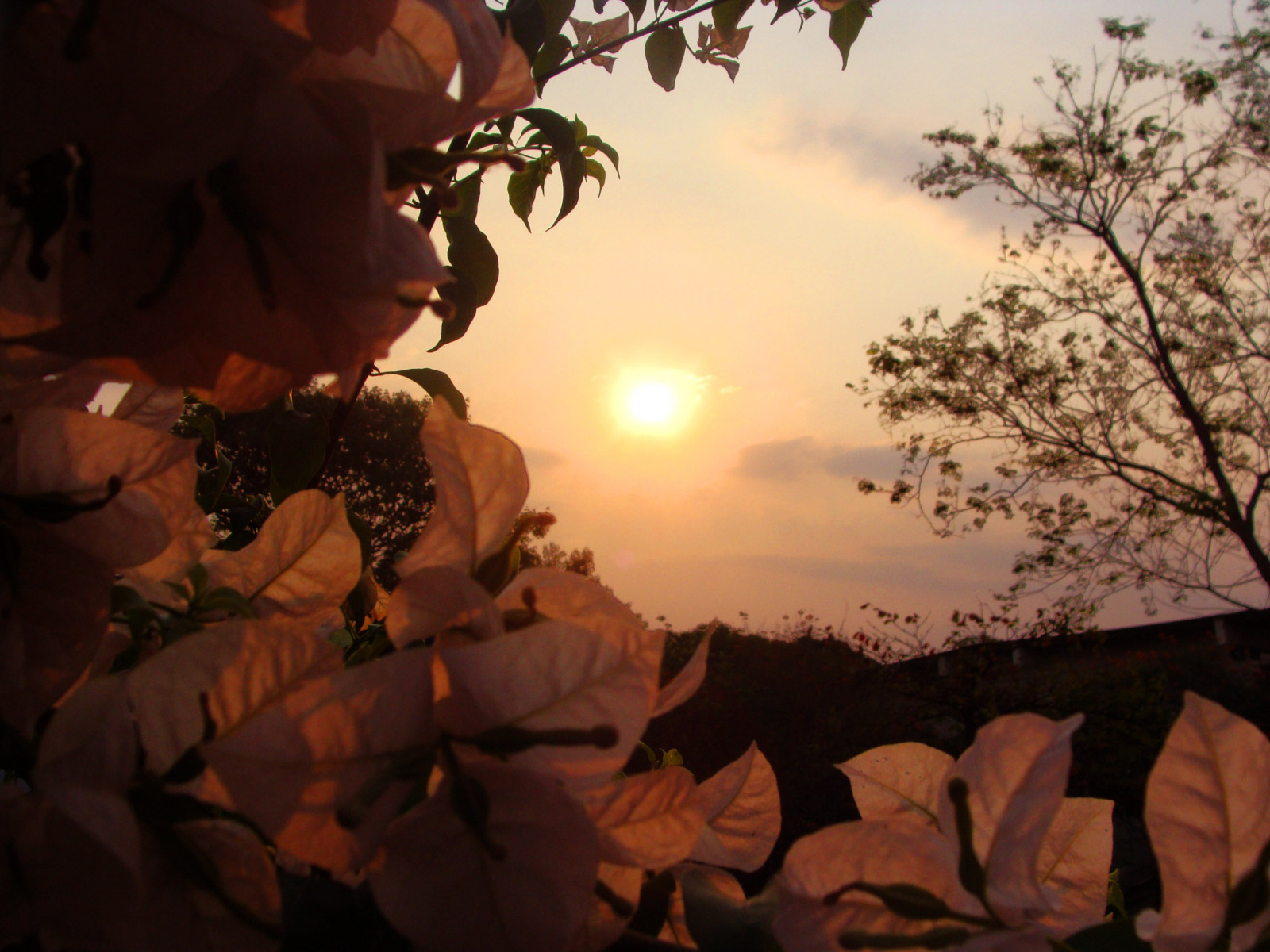 Wallpaper : sunlight, landscape, sunset, flowers, nature, sky, branch ...