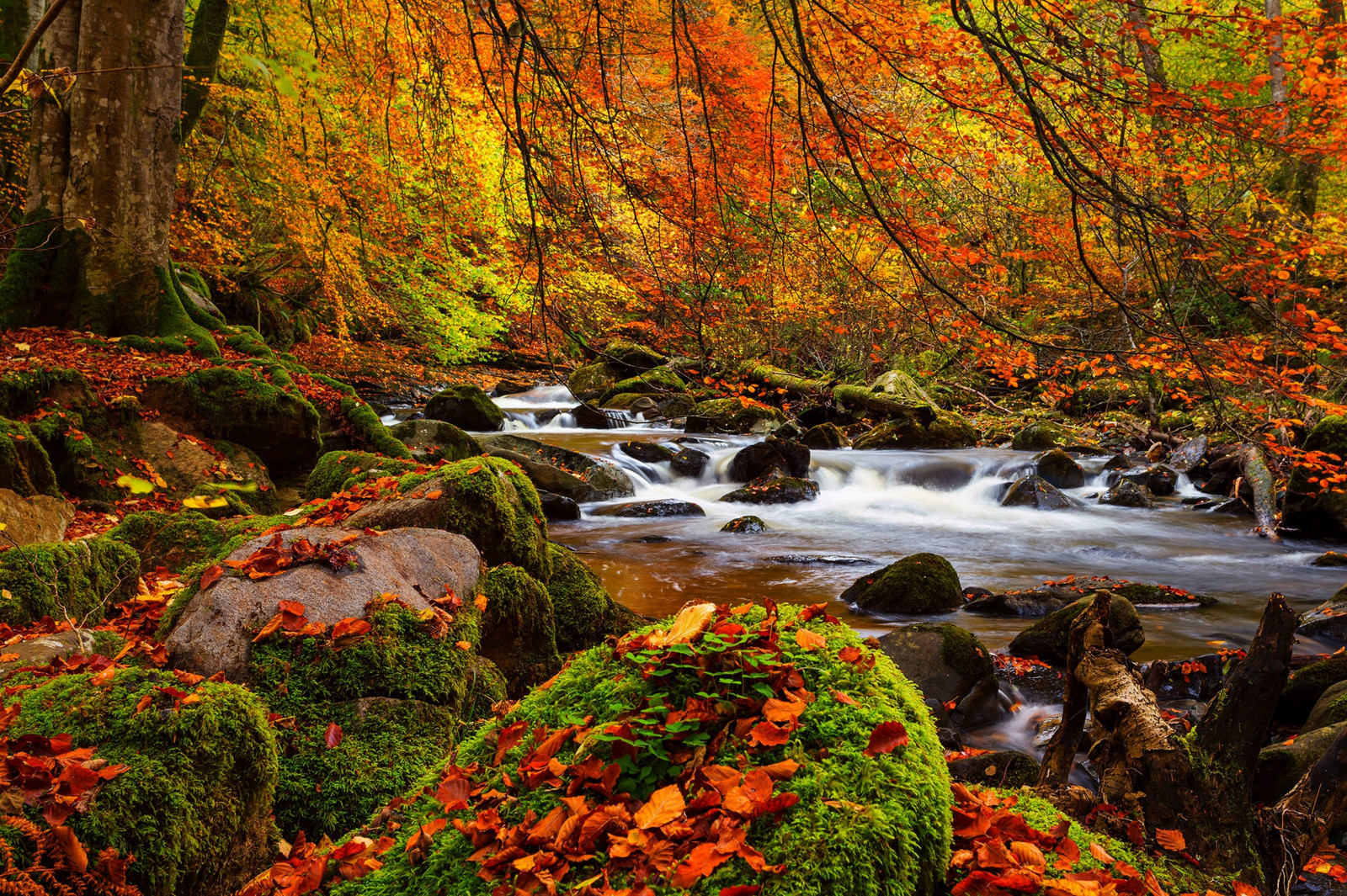 Wallpaper : landscape, forest, waterfall, nature, plants, river ...