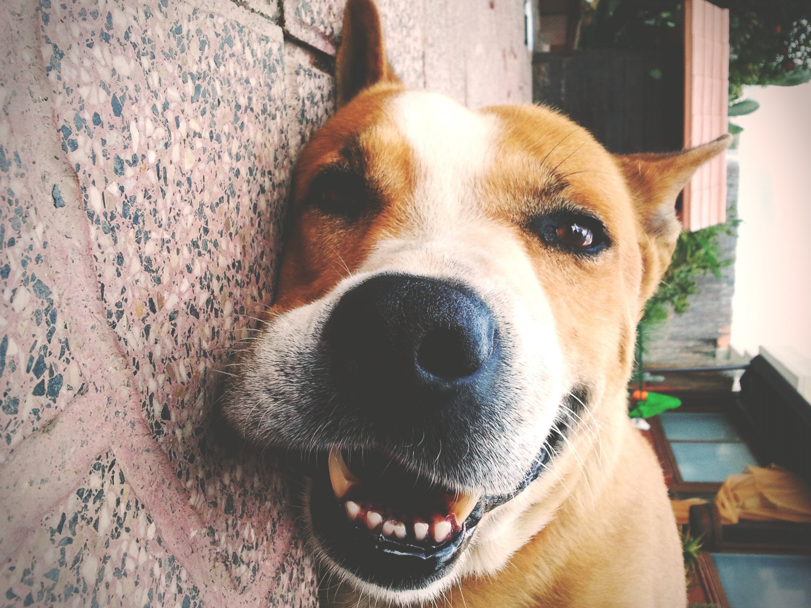 Sfondi : 2560x1920 px, animali, manganello, cane, cani, contento ...