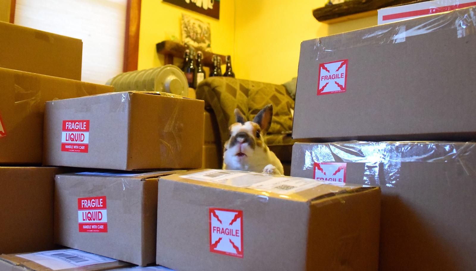 Wallpaper : pet, brown, white, cute, rabbit, bunny, Olaf, soft, mail ...