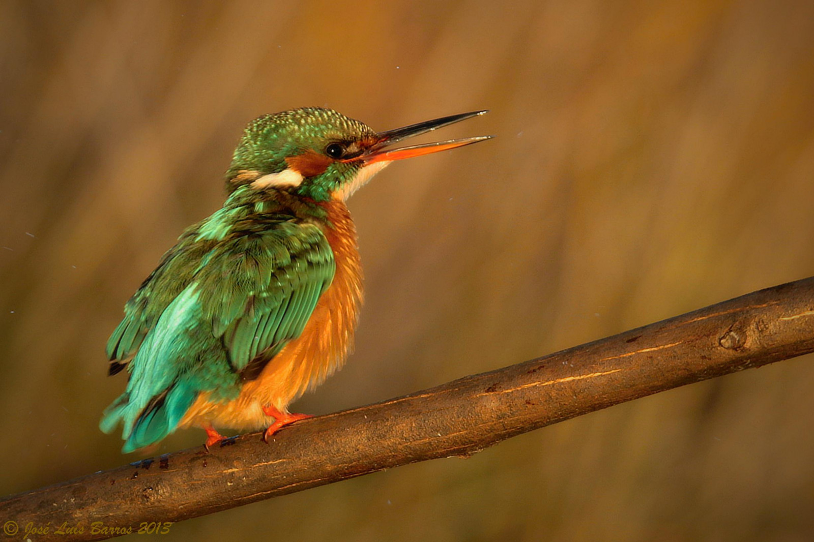 Wallpaper : bird, beak, fauna, wildlife, coraciiformes, bee eater ...