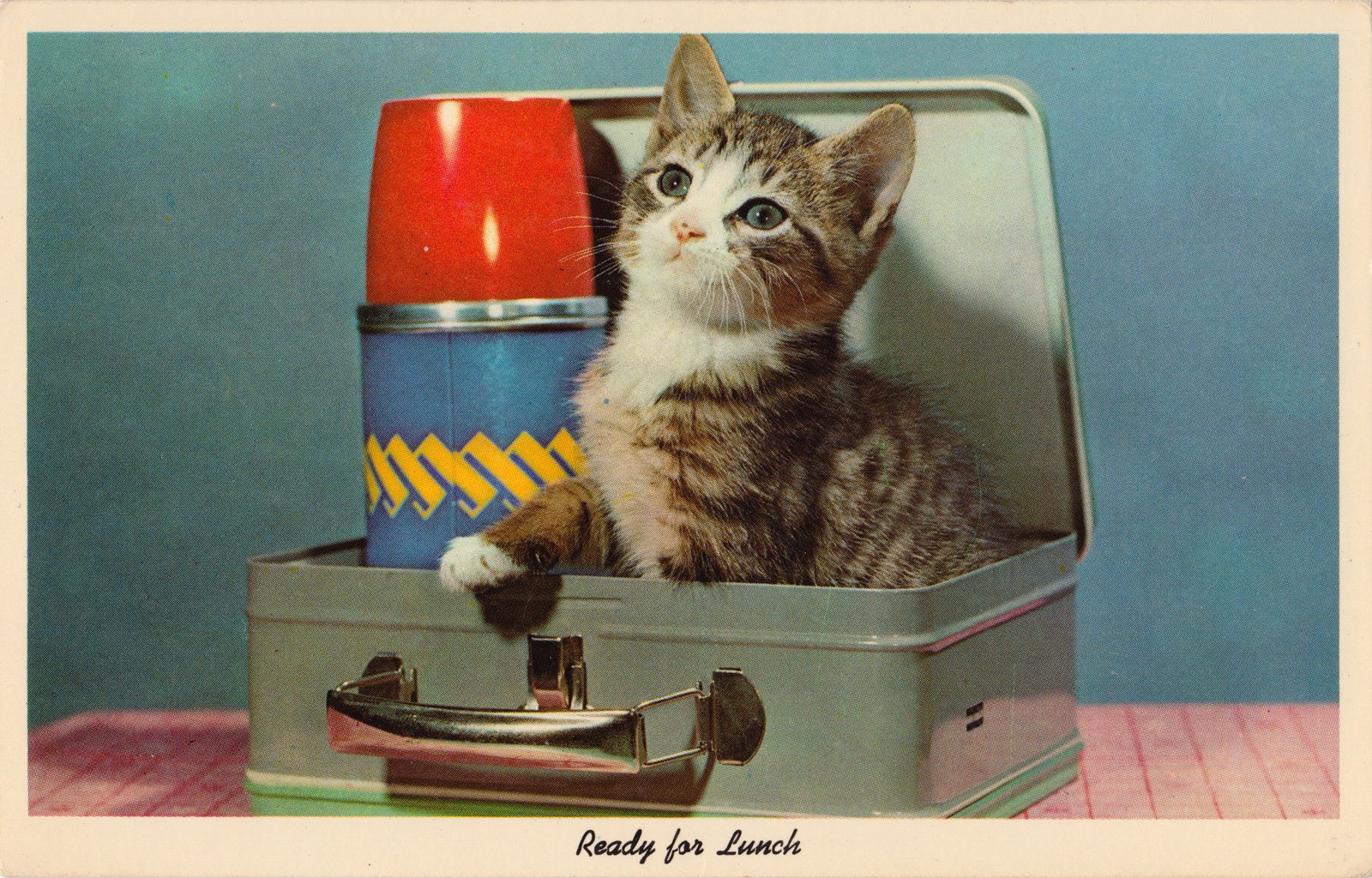 Wallpaper : 1600x1024 px, advertising, antique, cat, paper, postcard ...