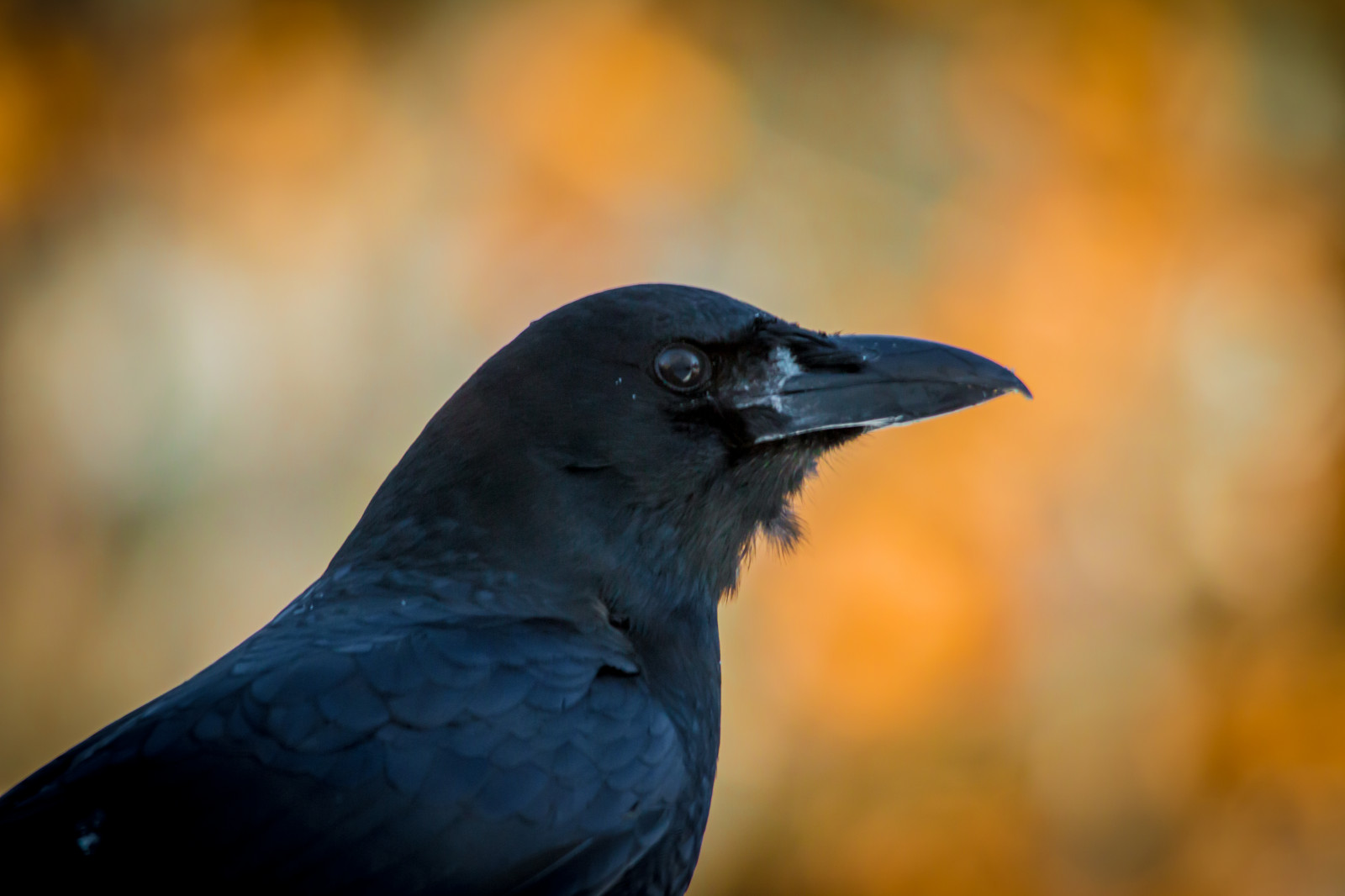 Wallpaper : bird, Canada, canon70d, novascotia, crow, outdoors ...