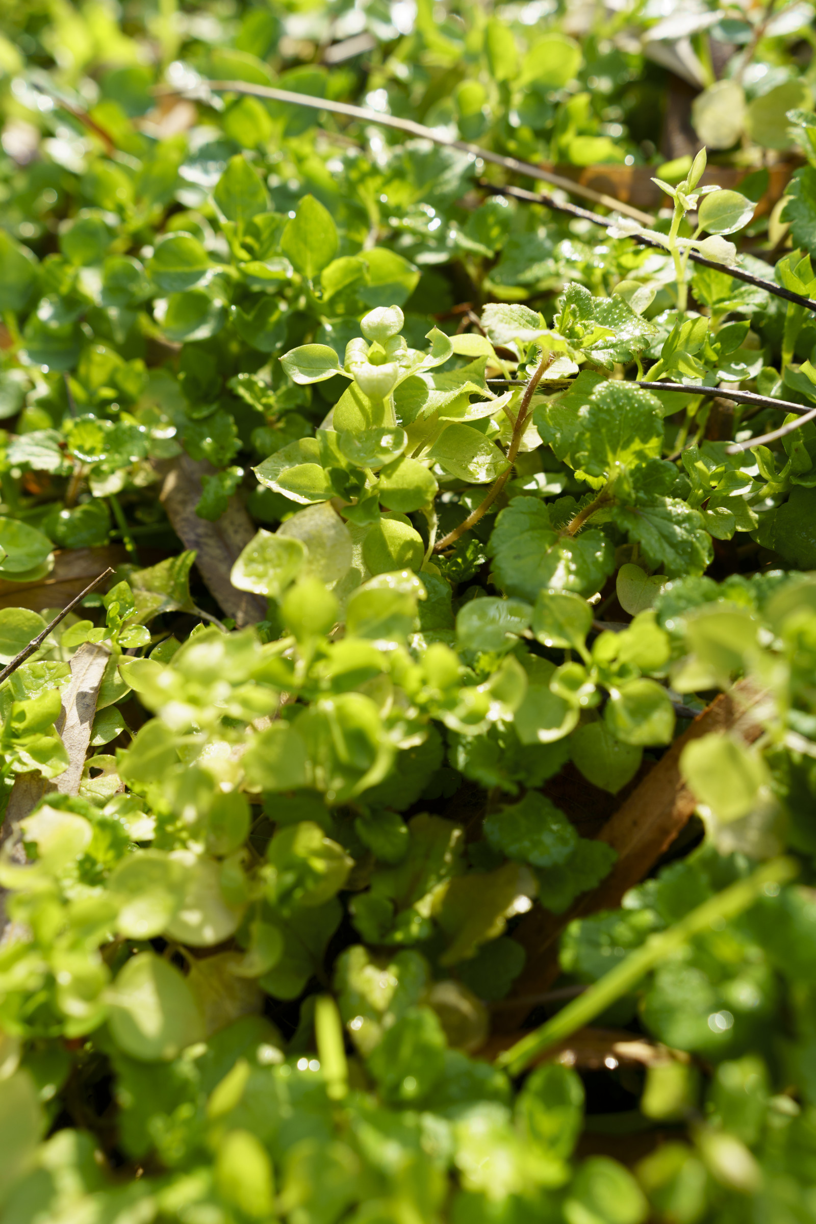Wallpaper : nature, grass, green, spring, sunlight, vertical, leaves ...