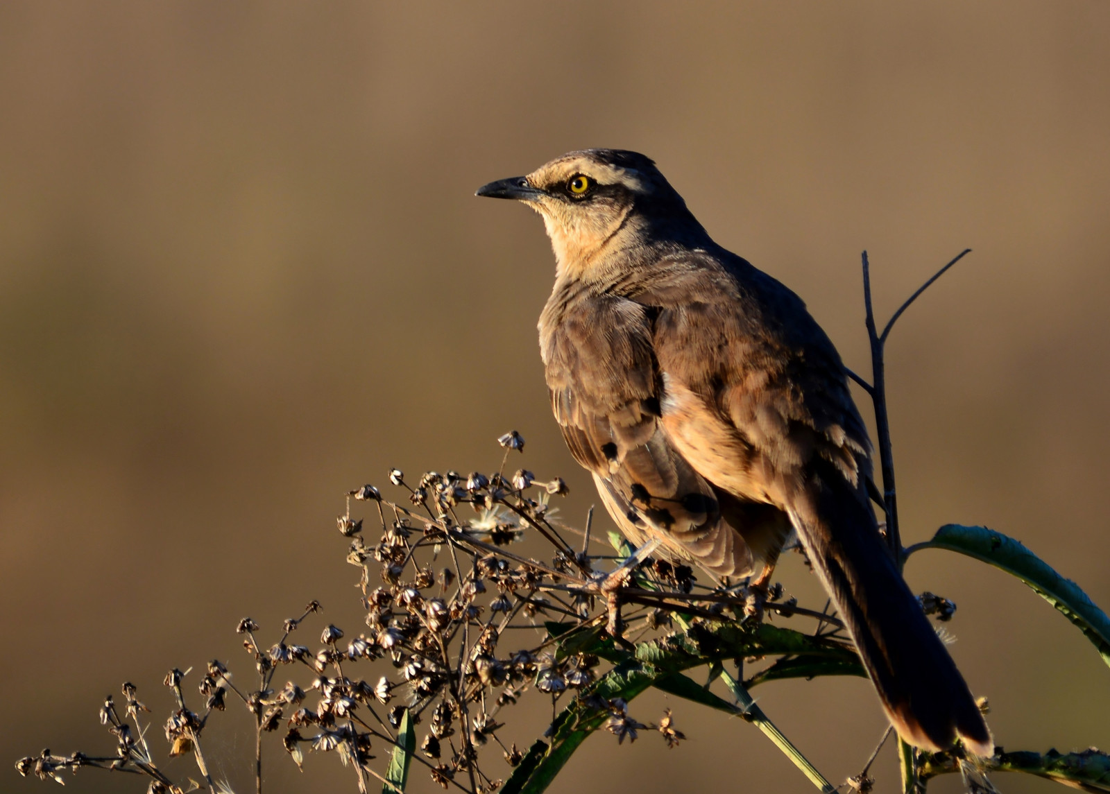 Wallpaper : bunga-bunga, pohon, matahari terbenam, pordosol, Matahari ...