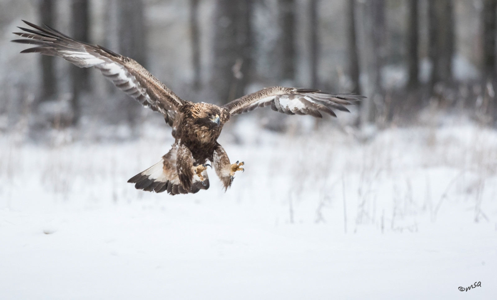 Taustakuvat : lintuja, villieläimet, petolintu, kalju kotka, nokka ...