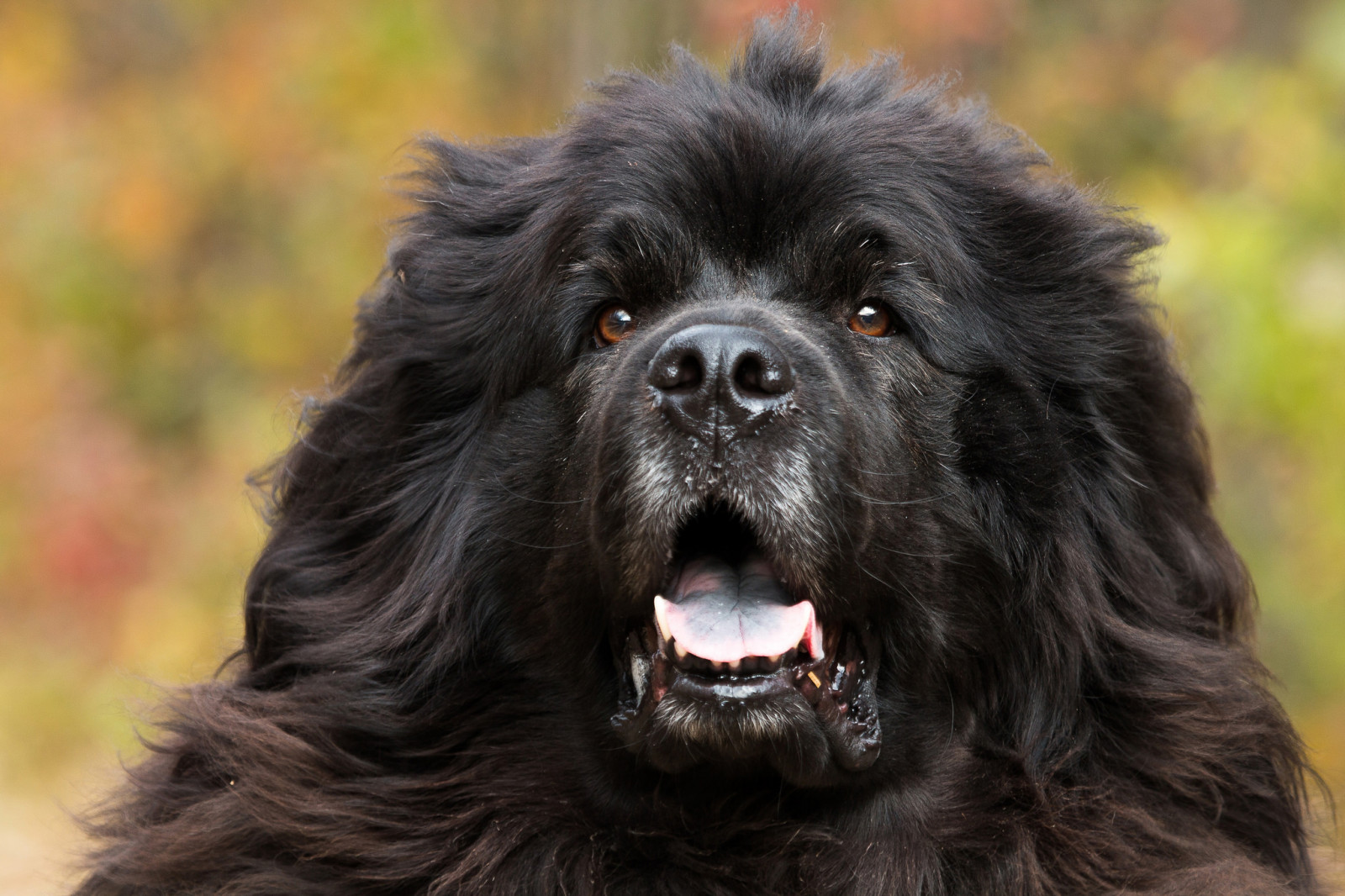 Wallpaper : Newfoundland, vertebrate, dog like mammal, dog breed group ...