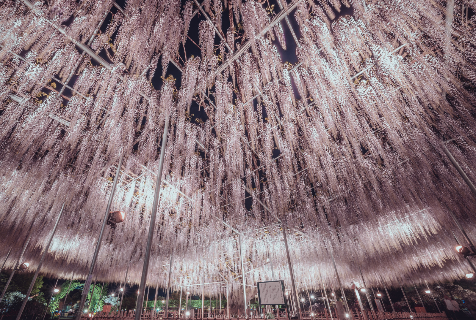 Wallpaper : park, light, Japan, night, Nikon, scene, crowds, wisteria ...
