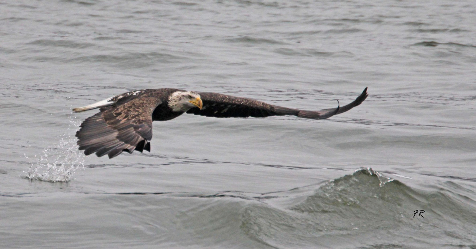 Wallpaper : margasatwa, burung buas, burung rajawali, Elang botak ...