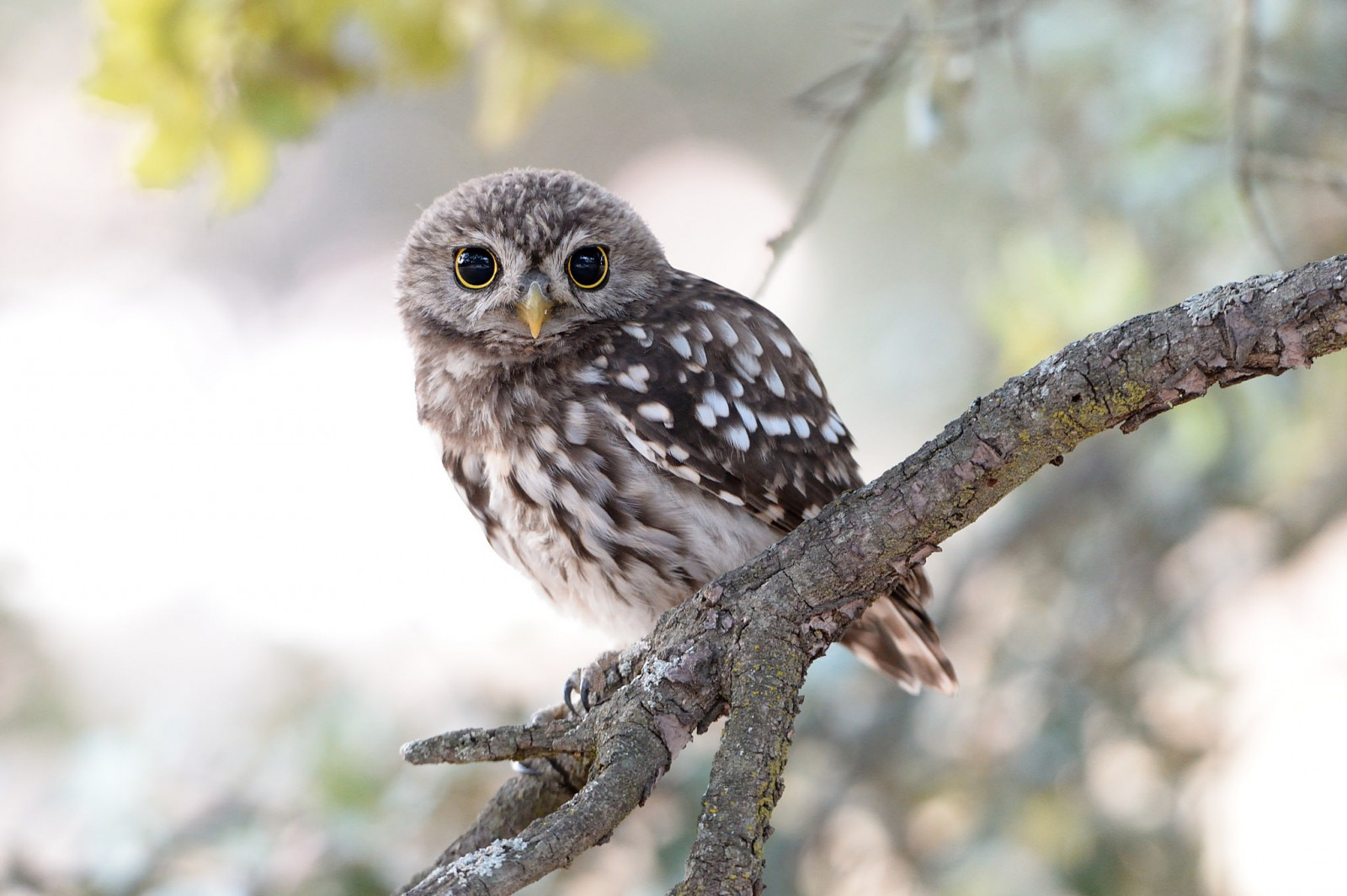 Sfondi : animali, natura, uccelli, gufo 2048x1363 - WallpaperManiac ...