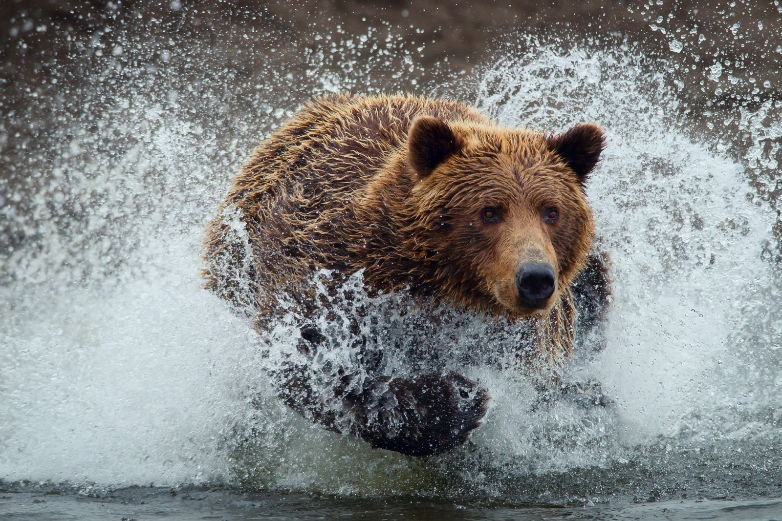 Wallpaper : bear, Run, splash 2048x1366 - wallhaven - 655988 - HD ...