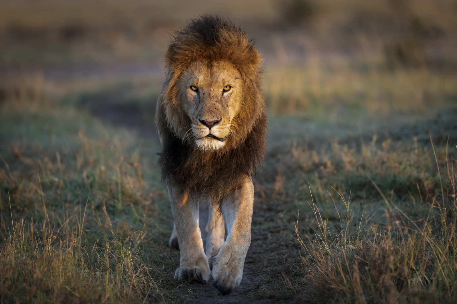Wallpaper : singa, hewan, kucing besar, mamalia 2560x1707 ...