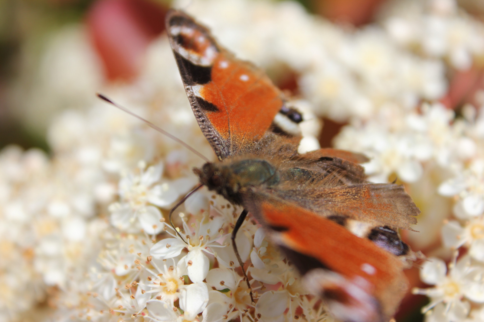 Baggrunde : dyr, blomster, natur, fotografering, makro, sommerfugl ...