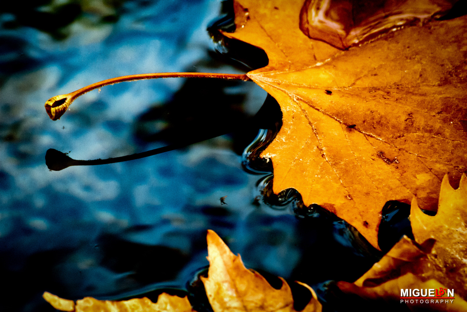 Tapety : slunečnímu záření, světla, barvitý, podzim, listy, Černá ...