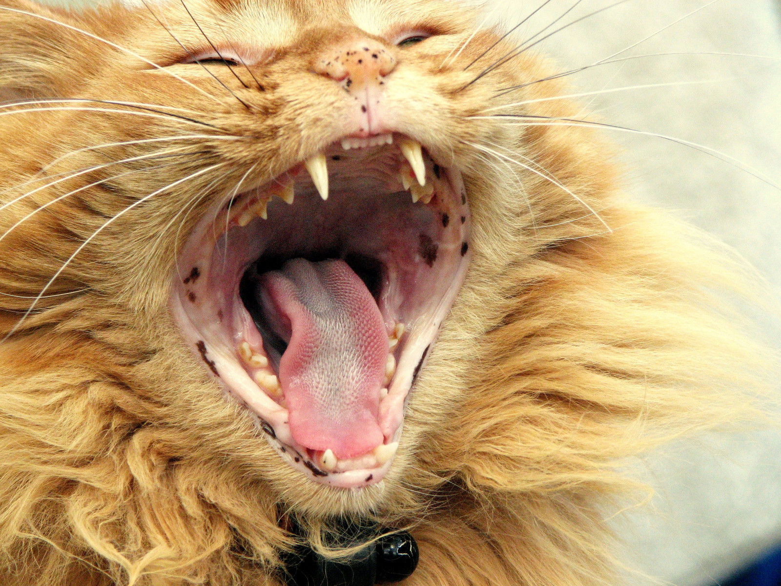 Wallpaper : berbulu, membelai, kucing, Hewan Peliharaan, halus ...