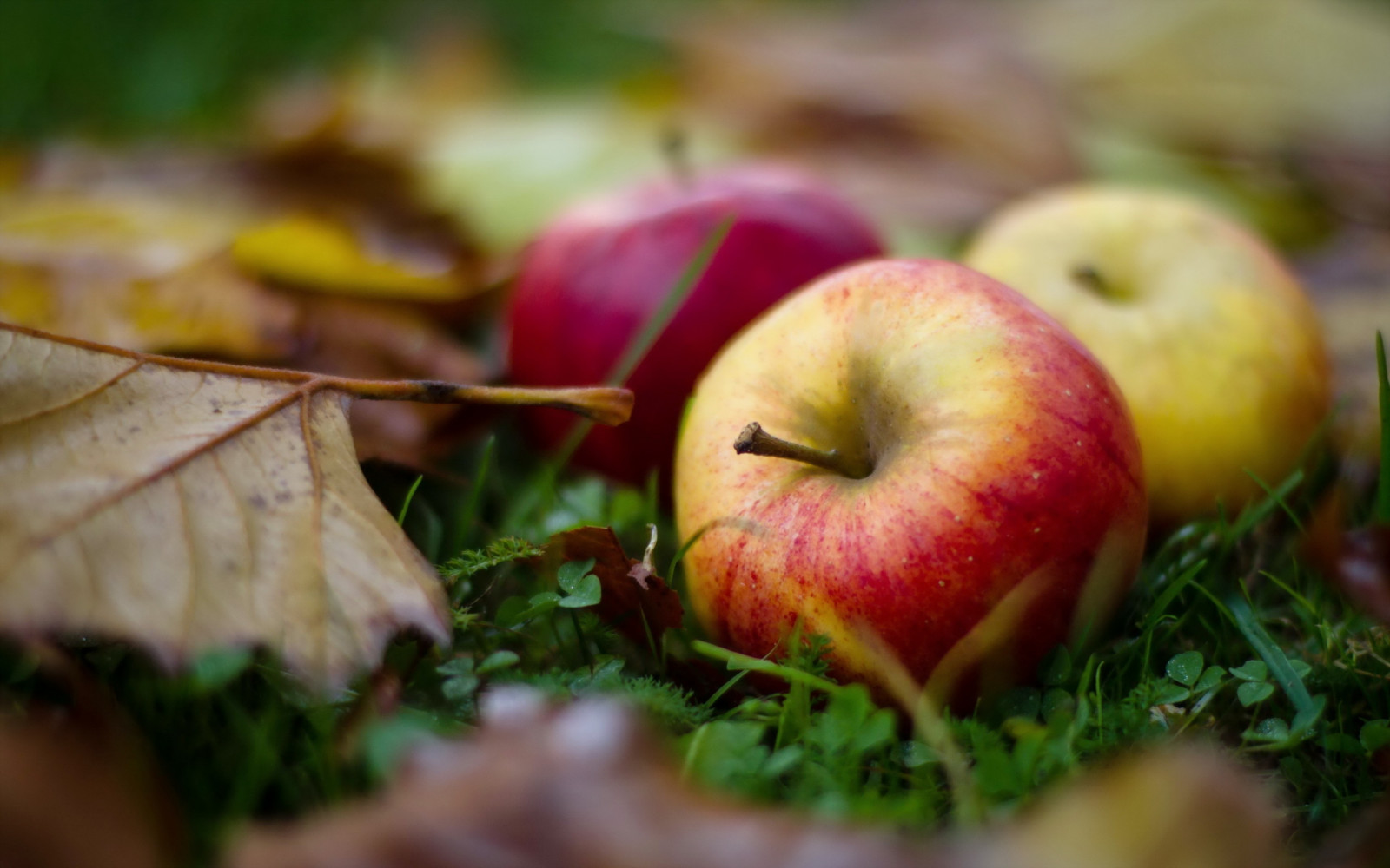 Fond d'écran : aliments, fruit, pommes, l'automne, herbe 2560x1600 ...
