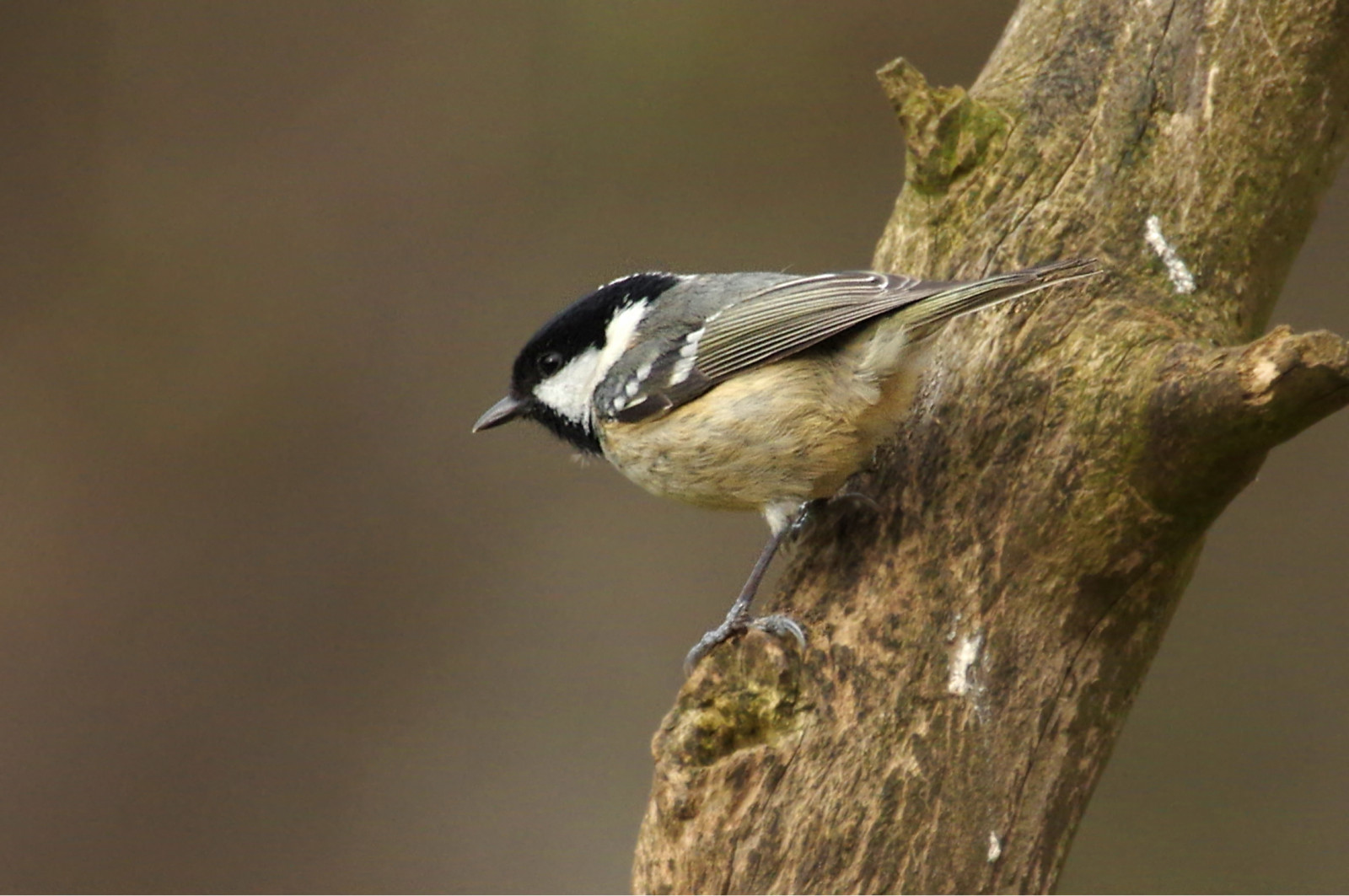 Wallpaper : rspbsandy, alam, cagar Alam, liar, margasatwa, burung ...