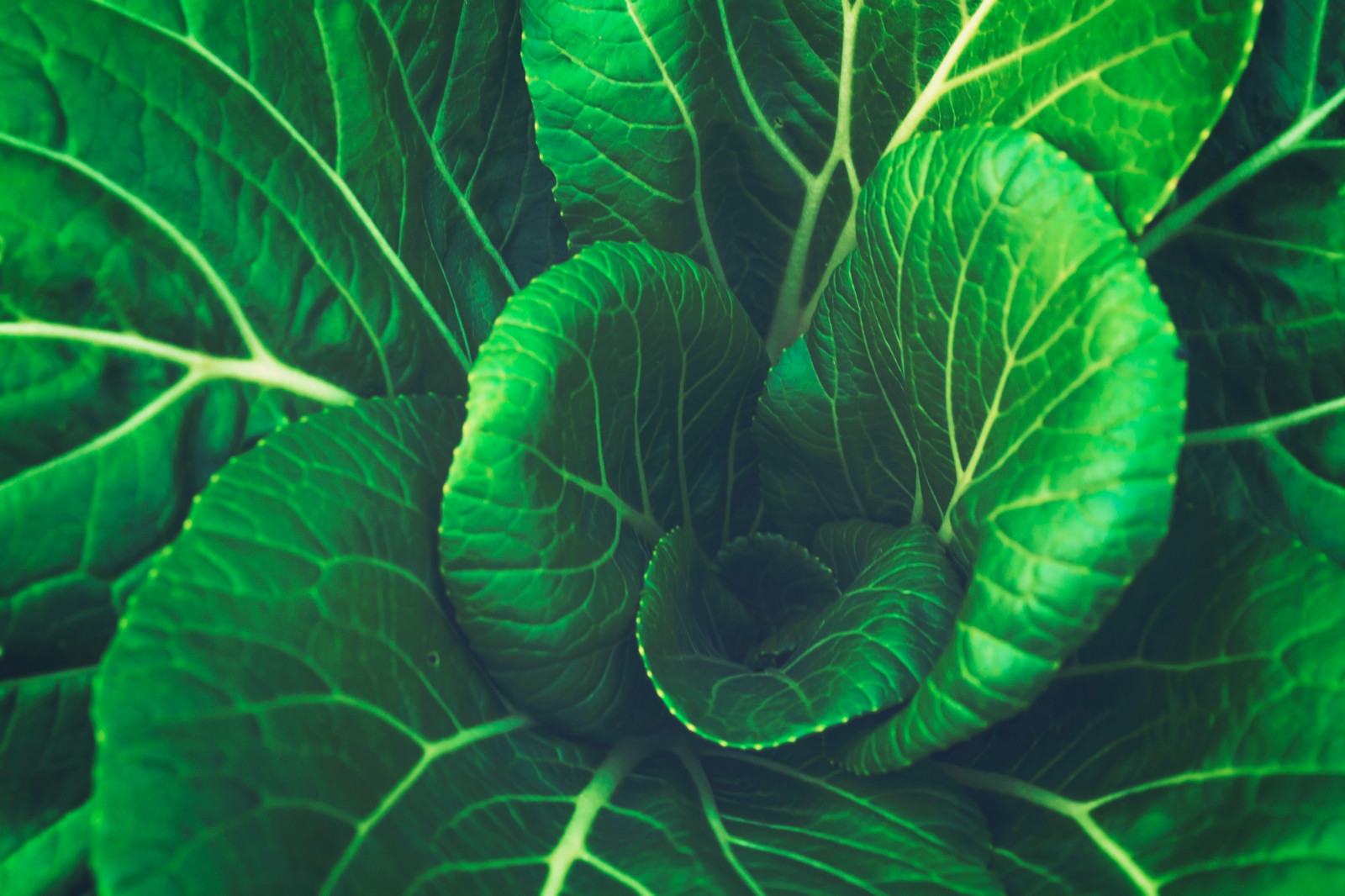 Wallpaper : chinese cabbage, leaves, vegetable 4608x3072 - wallhaven ...