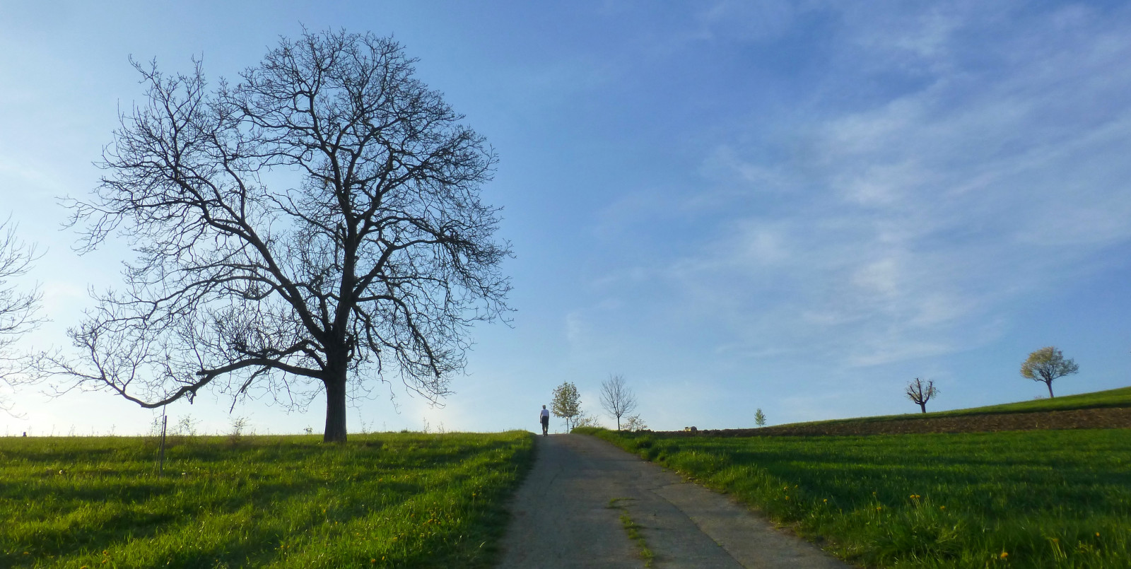 Wallpaper : sunlight, landscape, hill, nature, sky, field, road, branch ...