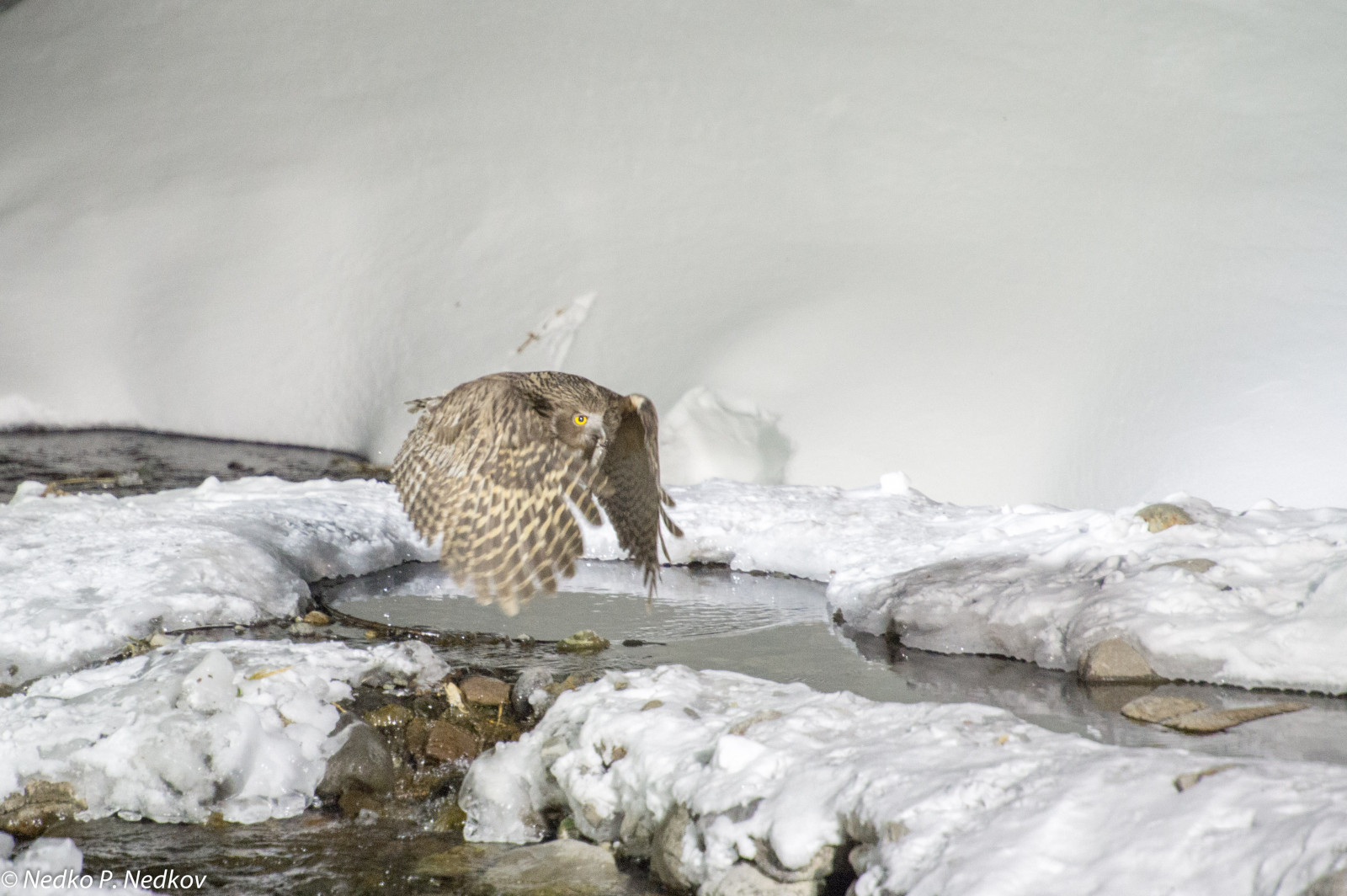 Wallpaper : Japan, snow, winter, ice, wildlife, owl, Freezing, February ...