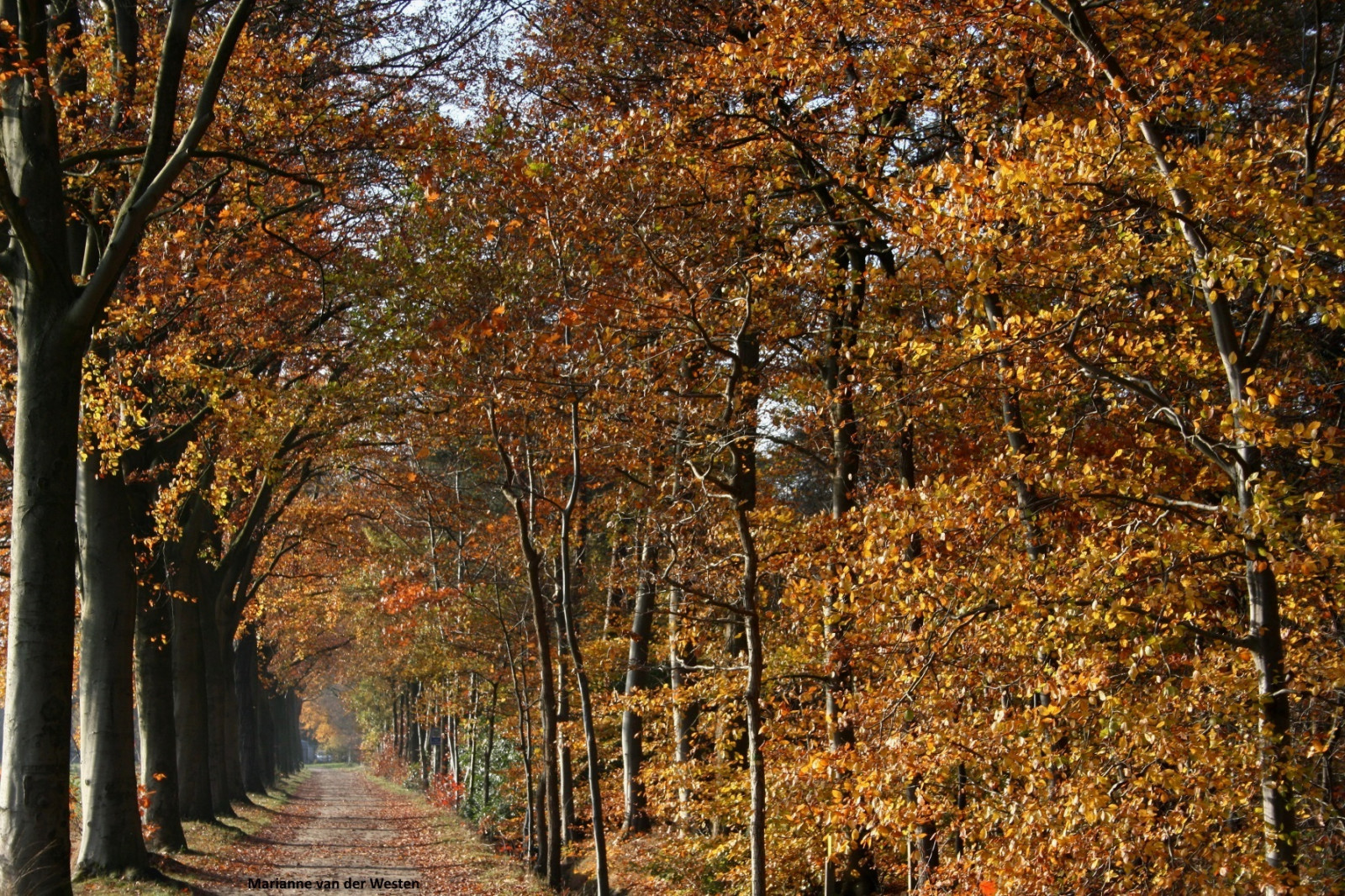 Wallpaper : autumn, nature, Canon, herfst, natuur, autumncolours, bos ...