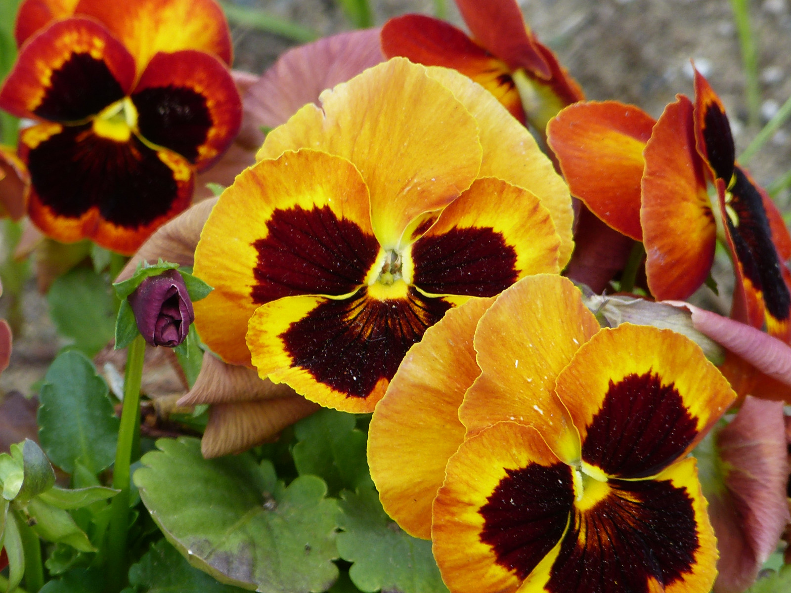 Wallpaper : flowers, nature, yellow, spring, pansies, flower, pansy ...
