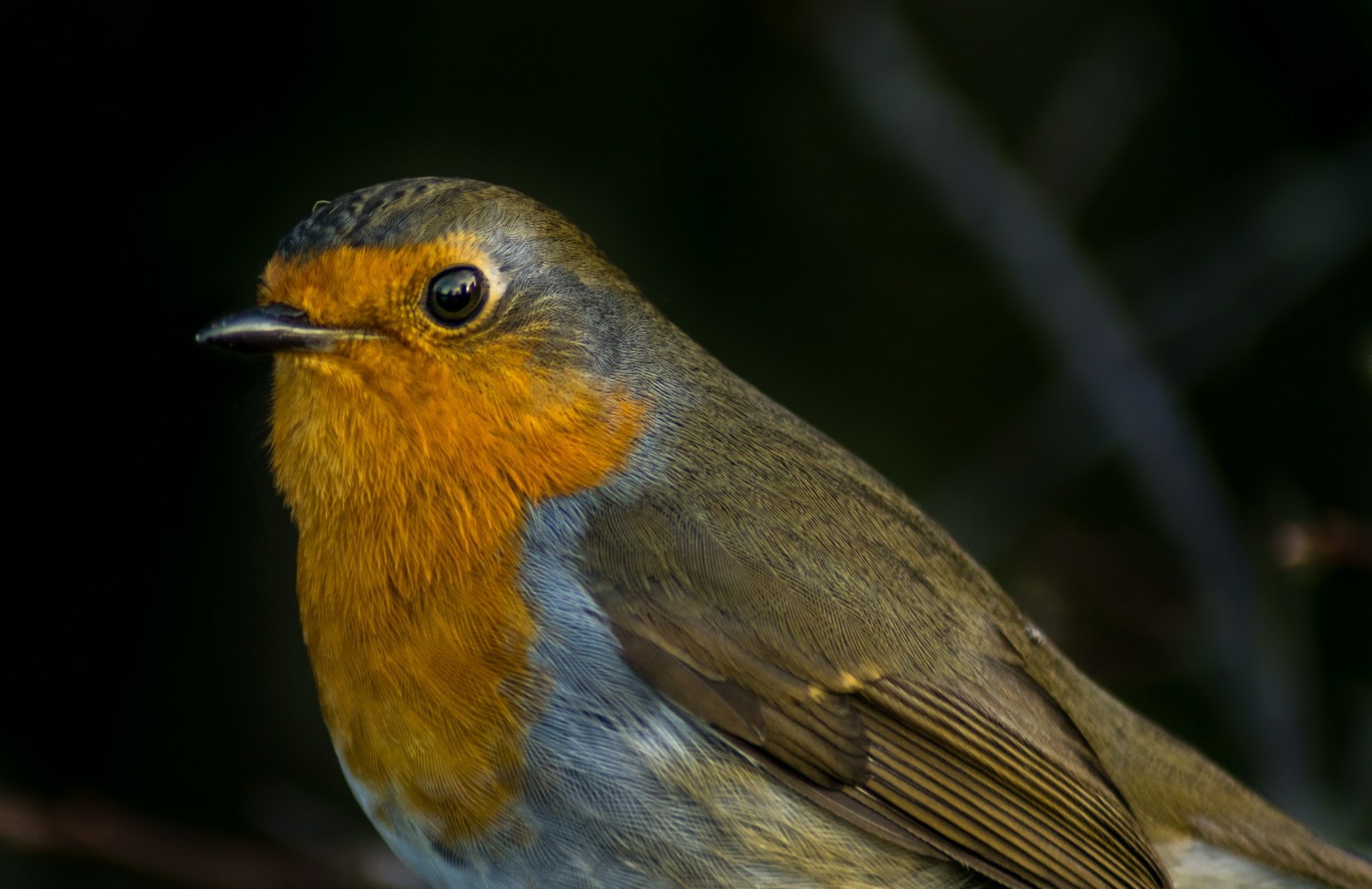 Wallpaper : european robin, beak, fauna, old world flycatcher, wildlife ...