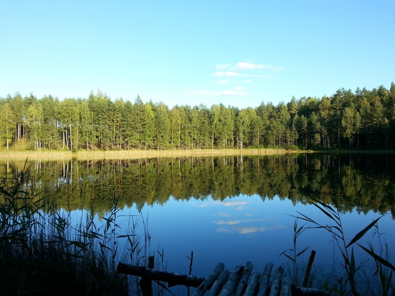 Wallpaper : forest, lake, reflection, wilderness, pond, swamp, wetland ...